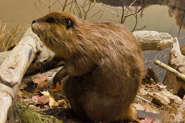 The Beaver – ISTJ – Youtopia Project